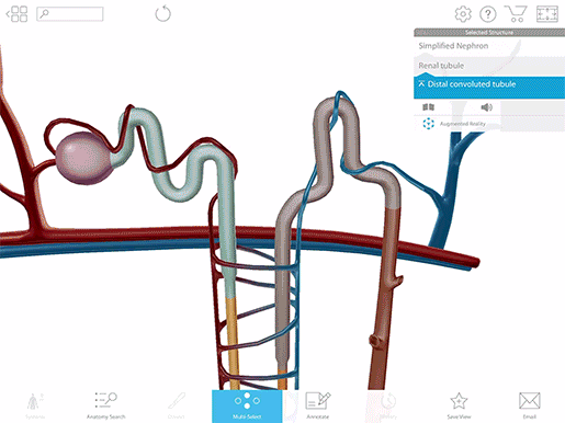 A 3d Urinary System Lesson Plan Creating Interactive Presentations